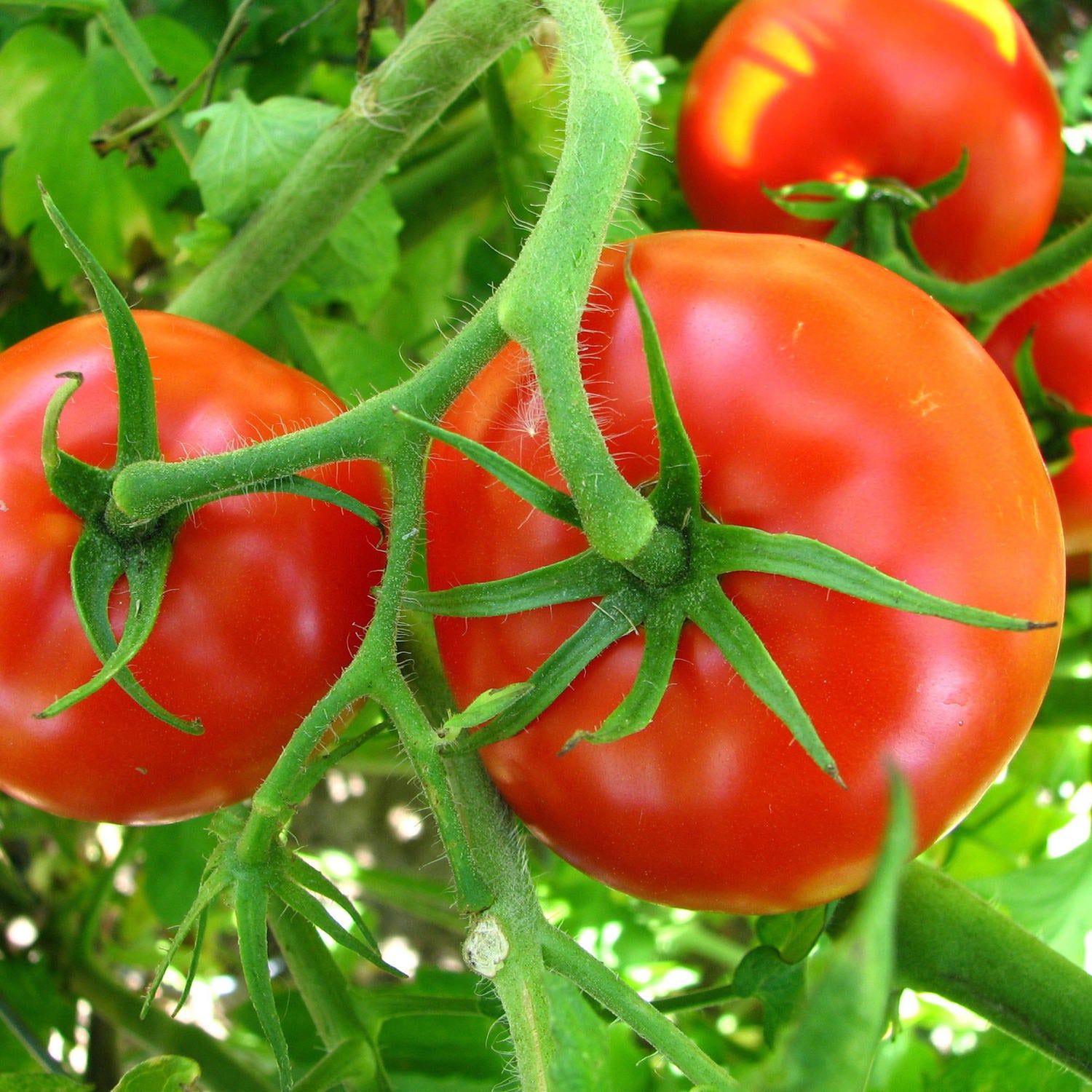 Big Boy Tomato (2 Pack) – Bonnie Plants