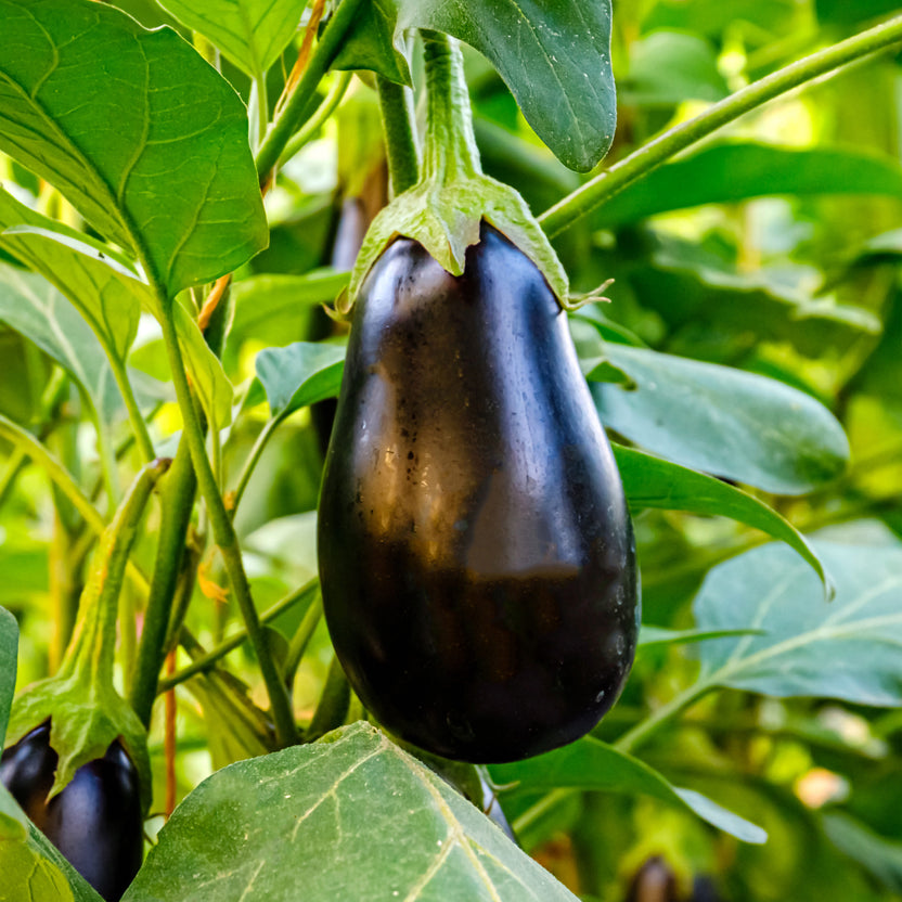 how many black beauty eggplants per plant