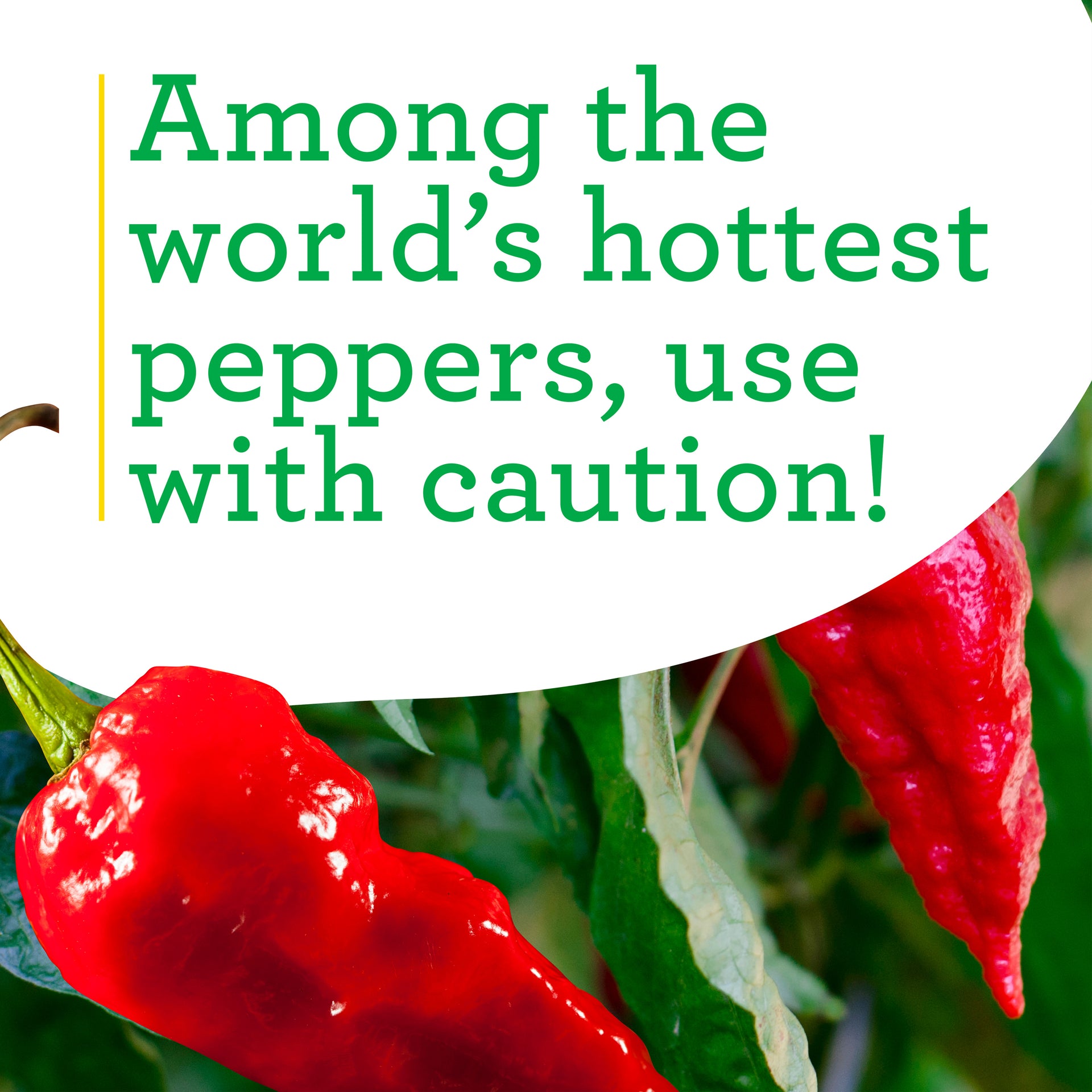 Red Ghost Super Hot Pepper (2 Pack) – Bonnie Plants