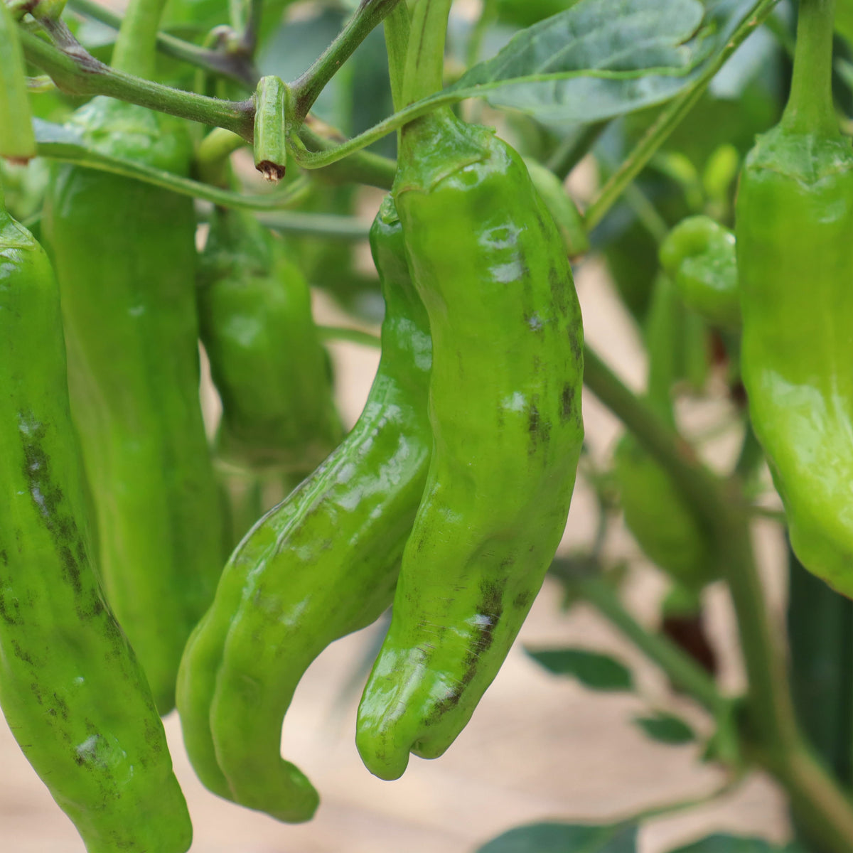 Shishito Pepper (2 Pack) – Bonnie Plants