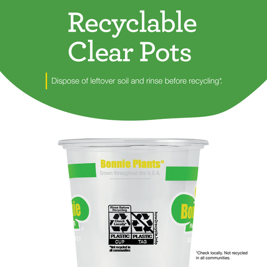 Tami G Grape Tomato (2 Pack) – Bonnie Plants