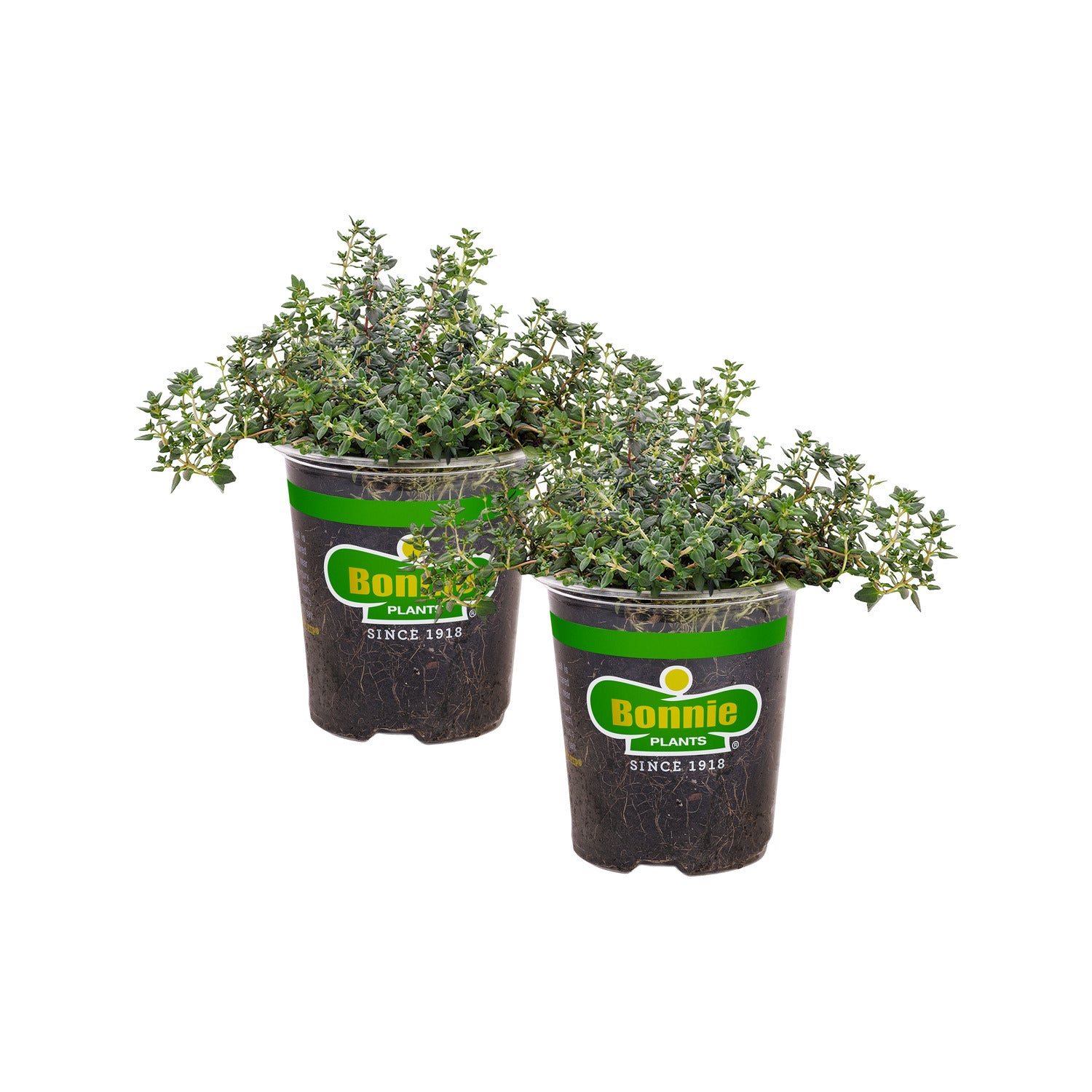German Thyme (2 Pack) – Bonnie Plants