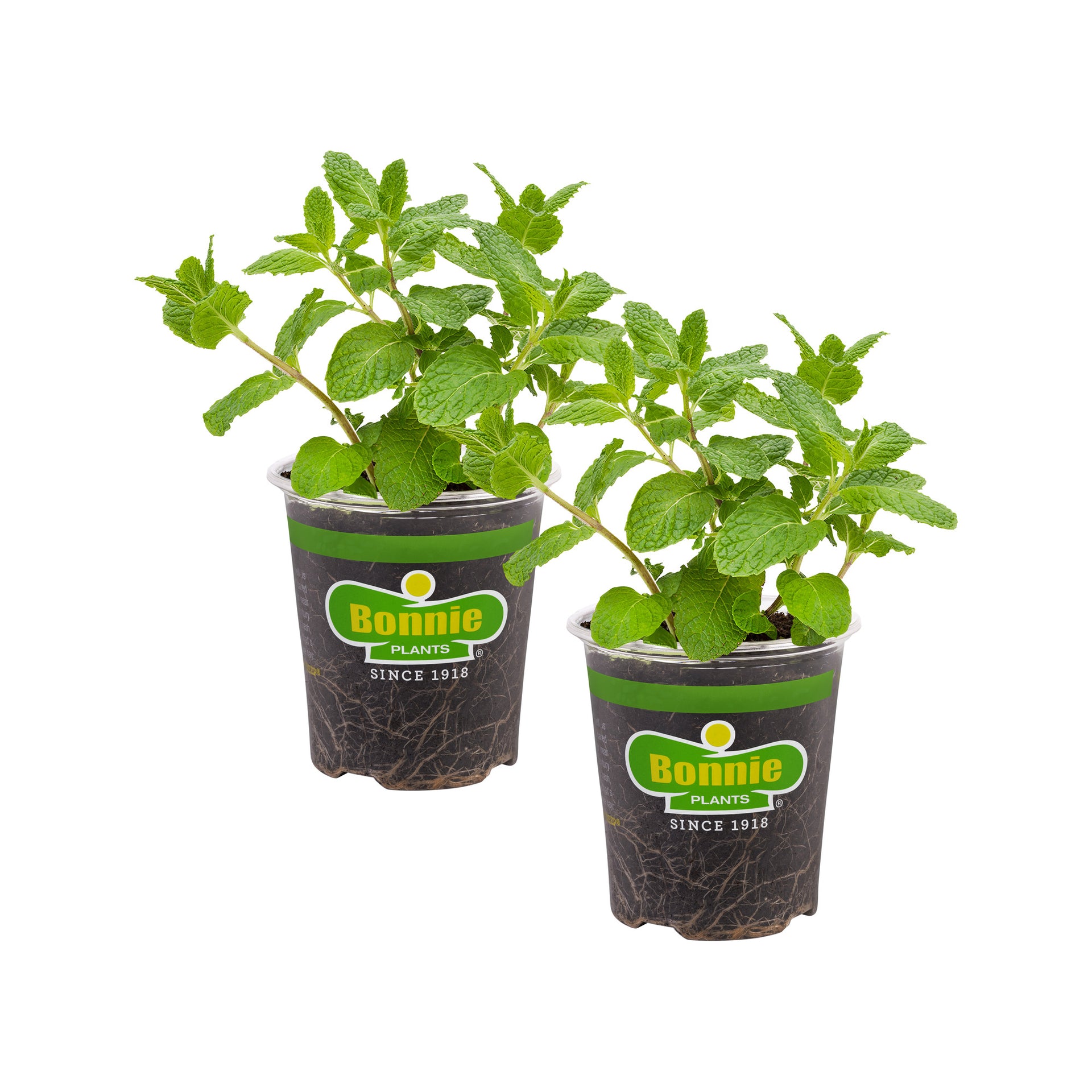 Sweet Mint (2 Pack) – Bonnie Plants