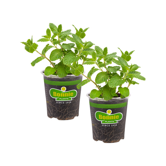 Sweet Mint (2 Pack) – Bonnie Plants