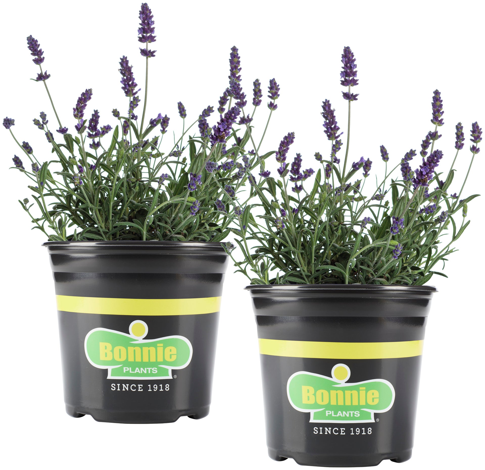 Lavender (2 Pack) – Bonnie Plants