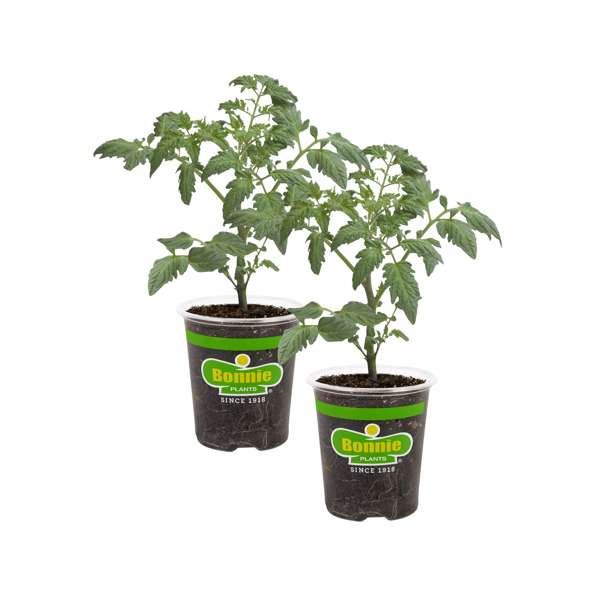 Husky Red Cherry Tomato (2 Pack) – Bonnie Plants