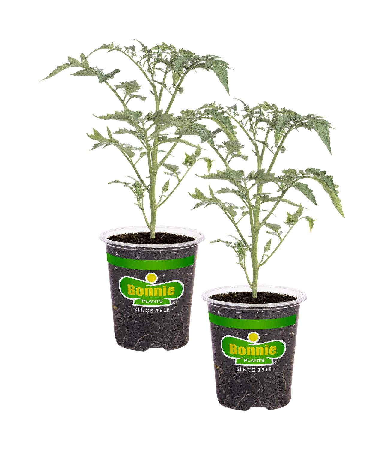 Sun Sugar Yellow Cherry Tomato (2 Pack) – Bonnie Plants