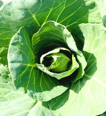 Cabbage – Bonnie Plants
