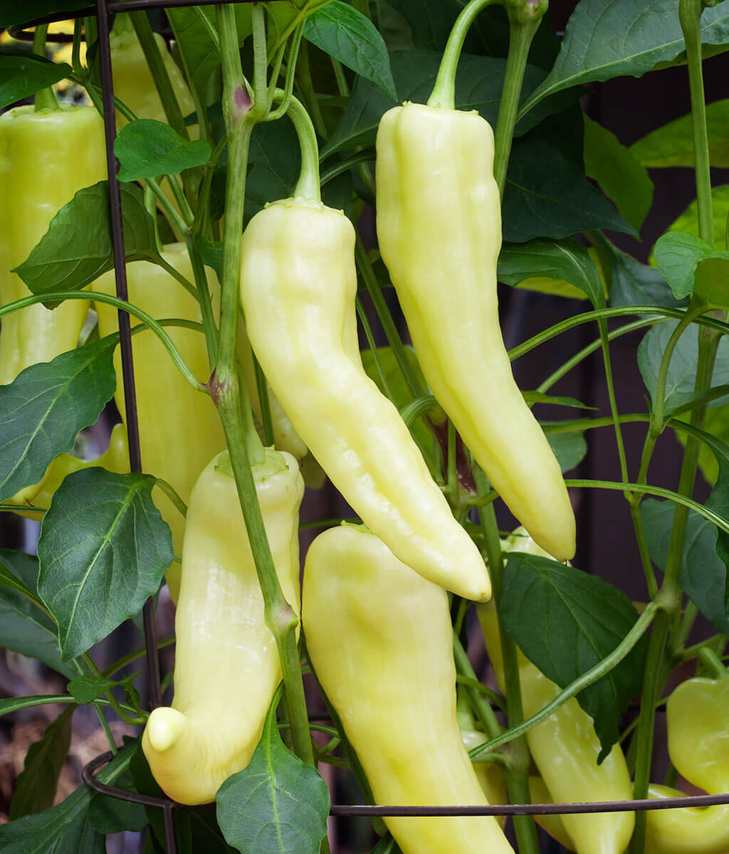 Banana Sweet Pepper (2 Pack) – Bonnie Plants